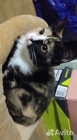 Кошка в дар