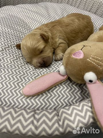 Мальтипу f1 mini мальчик карамель