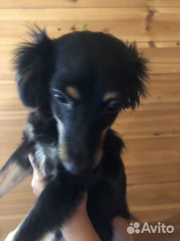 Русский той-терьер длинношерстный