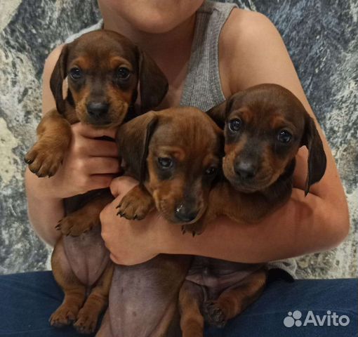 Щенки таксы