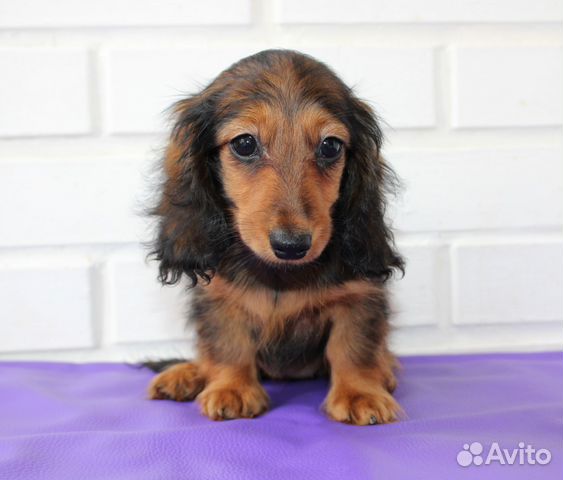 Такса девочка длинношерстная красная