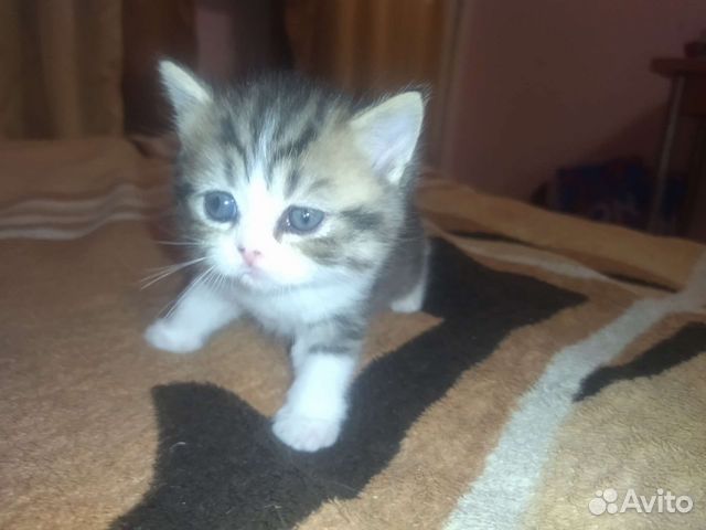 Шотландские девочка прямоухая 1,1 мес