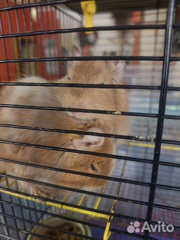 Белка дегу с клеткой