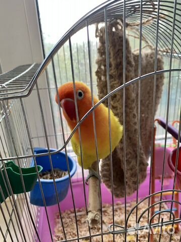 Попугай Неразлучник и Волнистый