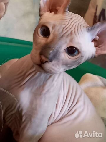 Котенок сфинкс