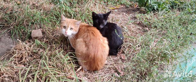 Рыжий кот & черный кот в дар