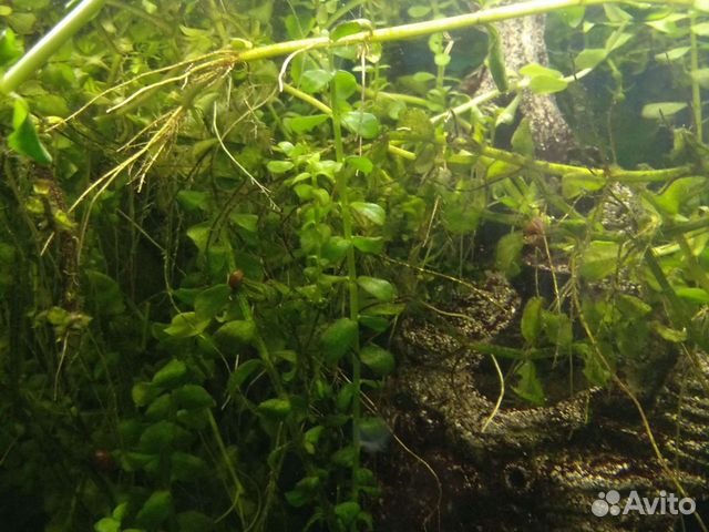 Водоросли для аквариума