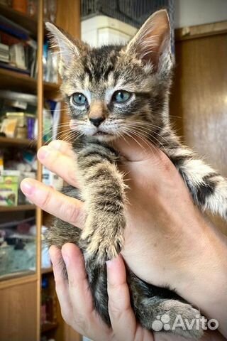 Маленькая Звездочка