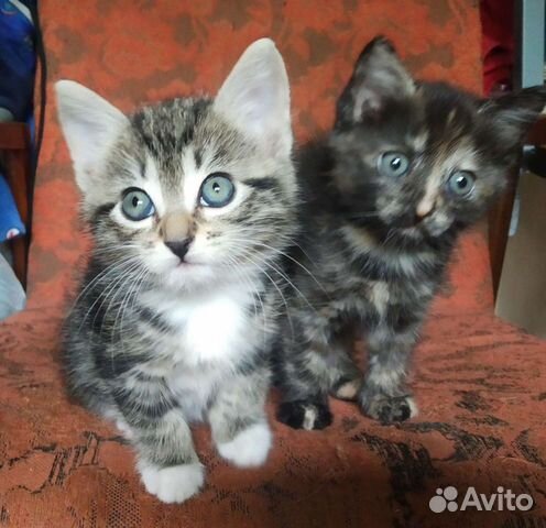 Котята в добрые руки бесплатно