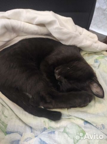 Котенок