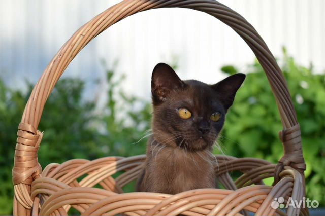 Котята Бурма Европейская, окрас соболь