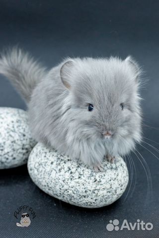 Шиншилла Фиолетовая Королевская Персидская Ангора