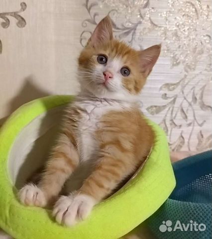 Рыжее счастье