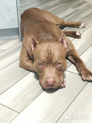 Питбультерьер Вязка