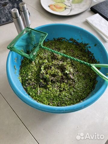 Ряска аквариумная