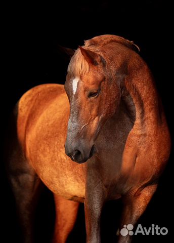 Харизматичная рыже-чалая кобыла