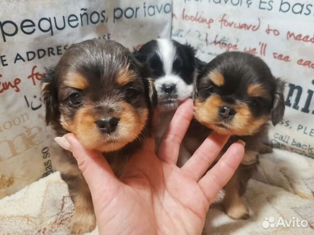 Невероятный эксклюзив шпиценуели