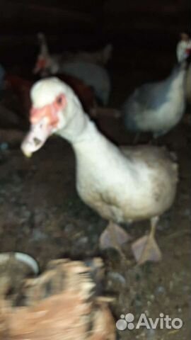 Селезень индоутки