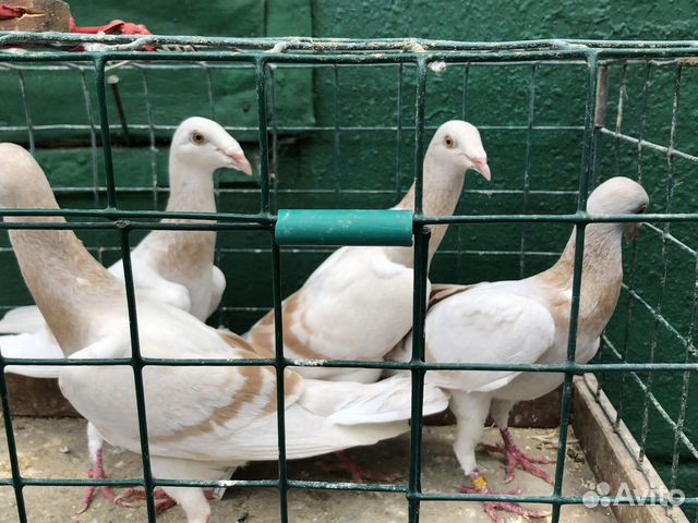 Голуби лимонистые чехи