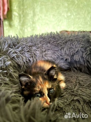 Котенок в добрые руки