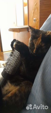 Котёнок черепаховый