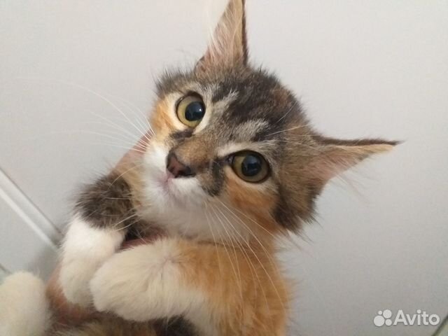 Трехцветная милая котейка