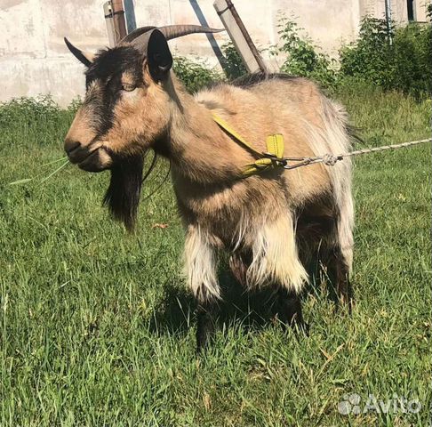 Коза дойная и козочка молодая 5 месяцев