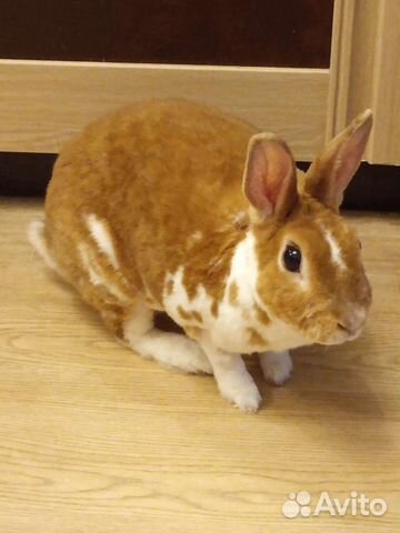 Декоративные кролики
