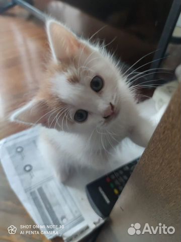Котята