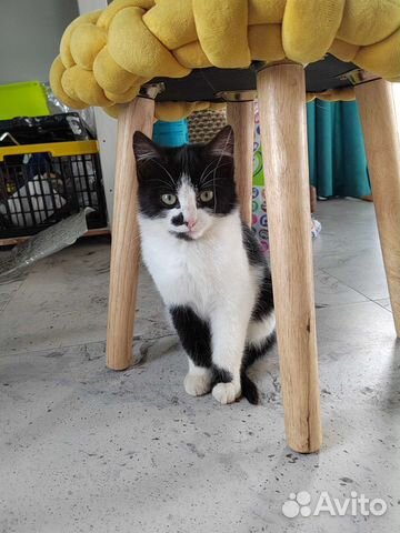 Милая ласковая мурлыка ищет дом