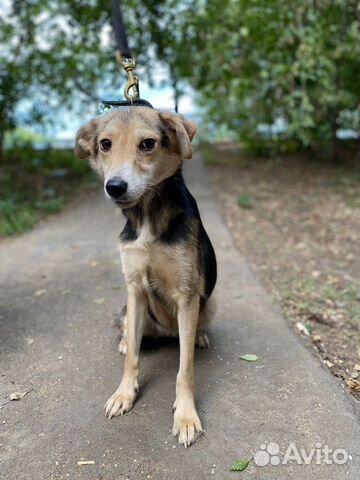 Ей не место в приюте Маленькая в добрые руки