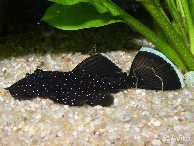 Сомик анциструс звездчатый