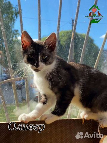 Котенок Оливер редкого окраса