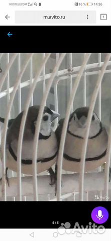 Кольчатый астрильд