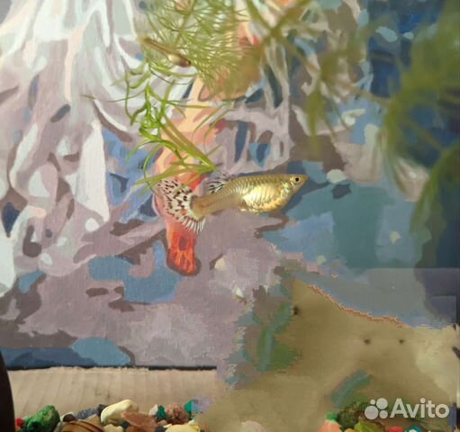 Подарю рыбок гуппи в банке + улитки