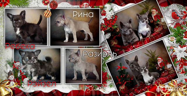 Щеночки чихуашечки курносые редких окрасов