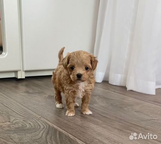 Мальтипу f1 mini N1 Russia mens premium бриллиант