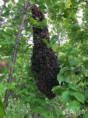 Матка пчелы Карника