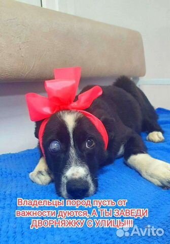 Собака в добрые руки щенок