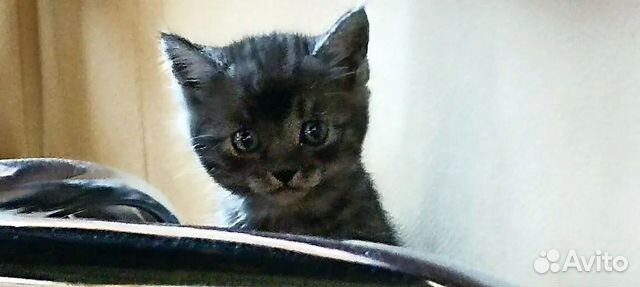 Котята бесплатно мать вислоухая