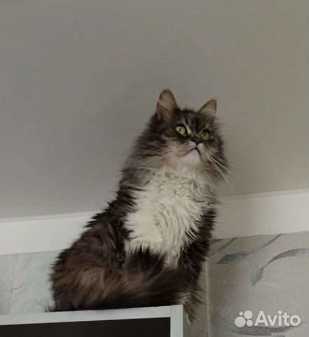 Норвежский лесной кот