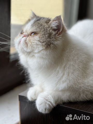 Экзотический котик