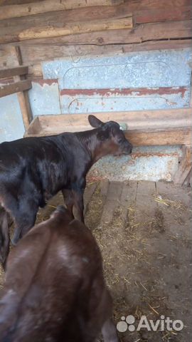 Продаю двух телочек