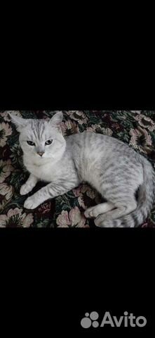 Британский кот в добрые руки