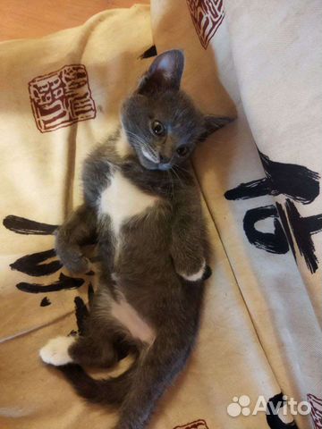 Котёнок девочка
