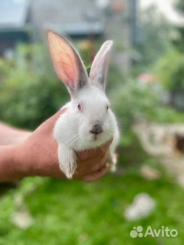 Декоративные кролики