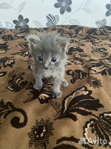 Котёнок. Отдам в хорошие руки