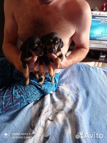 Такса пинчер класс сабачули