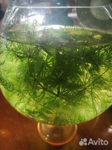 Аквариумное растение роголистник или циратофилум