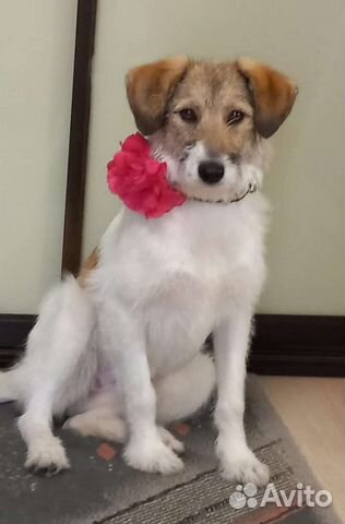 Метис в добрые руки